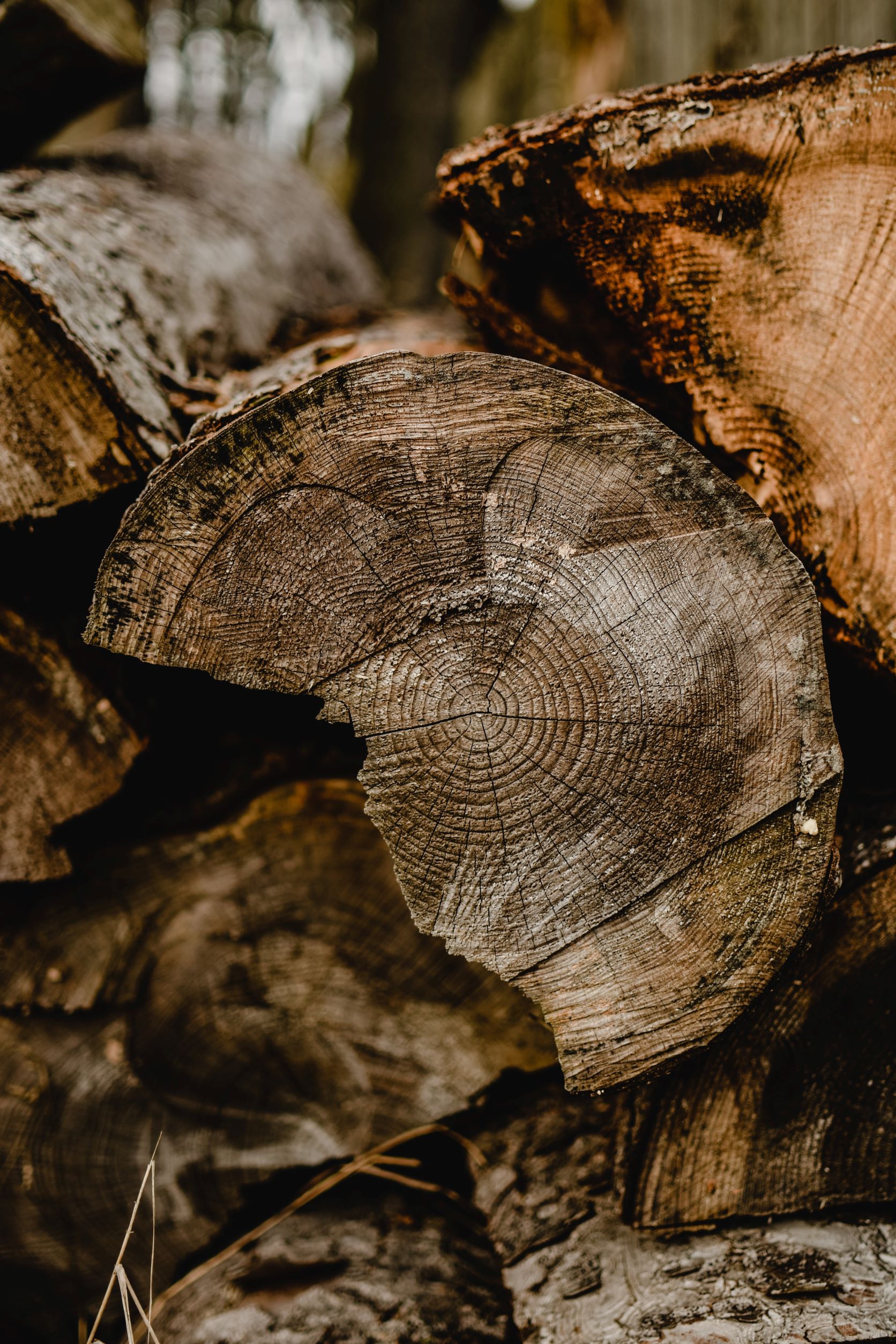 Growth Rings - Daryl Watson